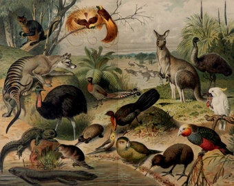Lámina fauna | Etsy