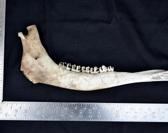 Items similar to Animal bones / skull art / teeth jewelry / moose ...