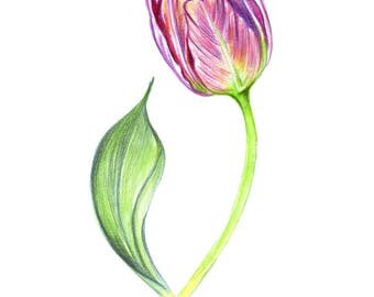 Tekening tulp | Etsy