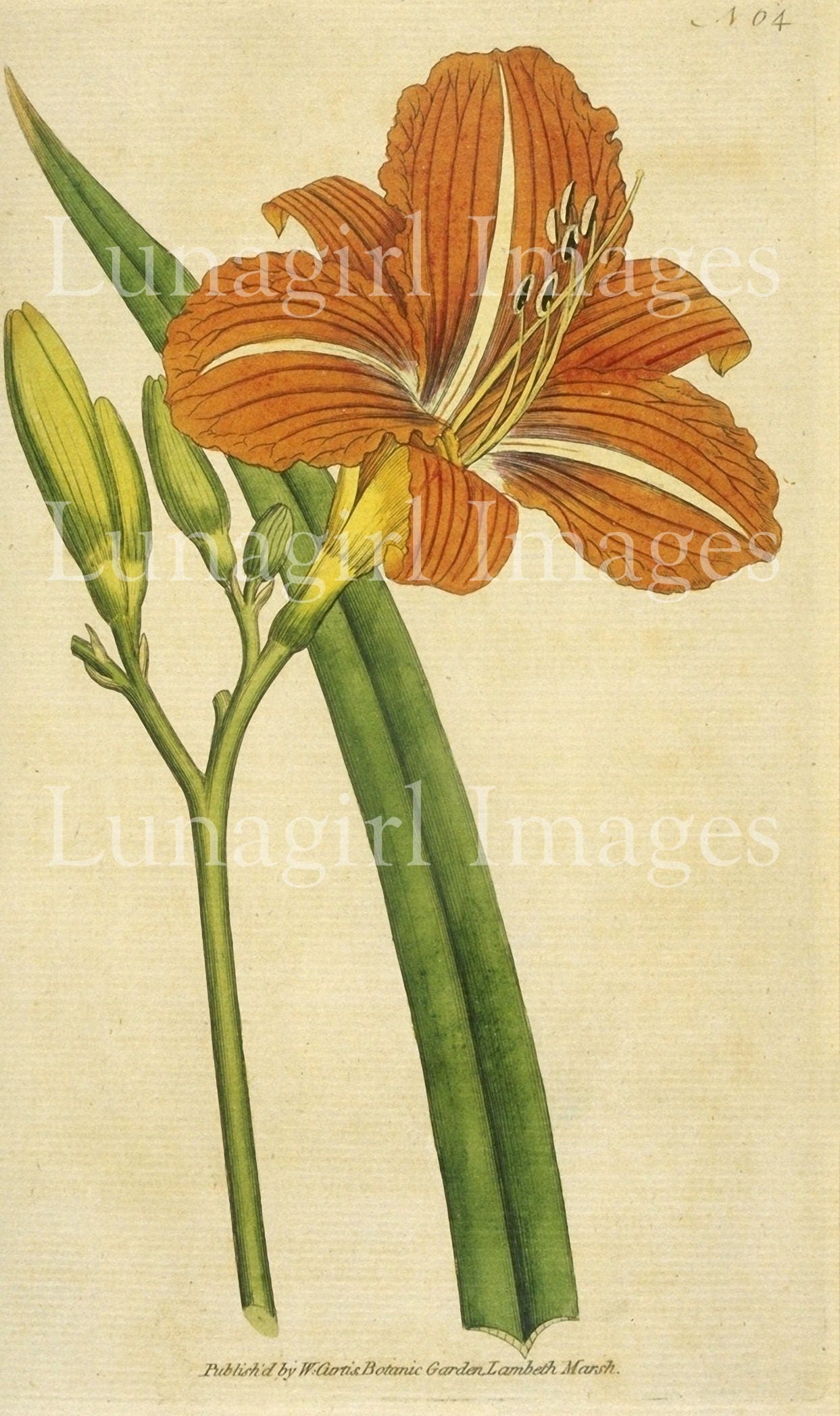 160 FLOWER PRINTS Victorian Botanical Prints Floral Art