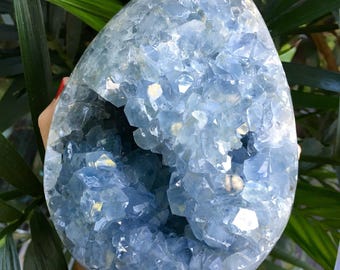 Unique madagascar palm related items | Etsy