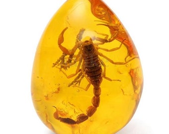 Scorpion in resin | Etsy