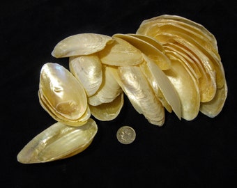 Jingle shells | Etsy