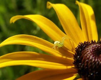 Sunflower wallpaper | Etsy