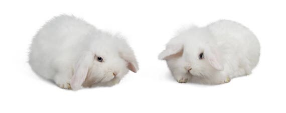Bunny overlay Two White Bunnies digital download