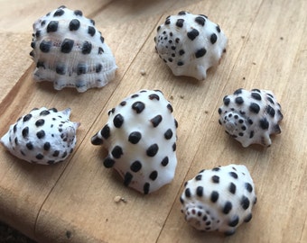 Bulk seashells | Etsy