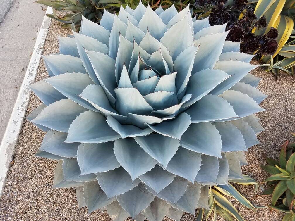 Agave ovatifolia 'Vanzie'. Rare species Whale's
