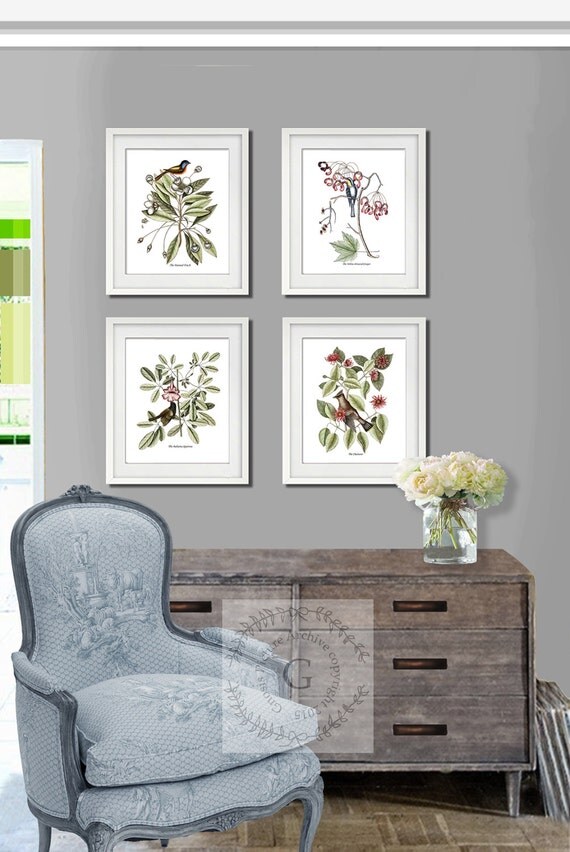 Catesby Bird Print 3 Bird Art Bahama Sparrow Catesby