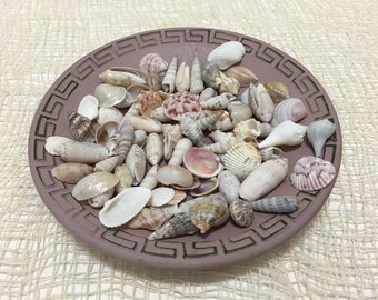 Bulk seashells | Etsy