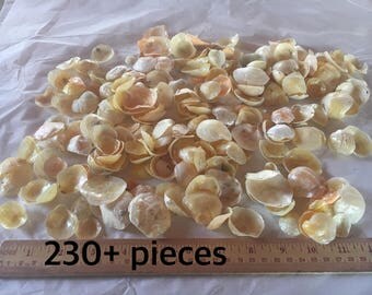 Jingle shells | Etsy