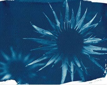 Cyanotype | Etsy