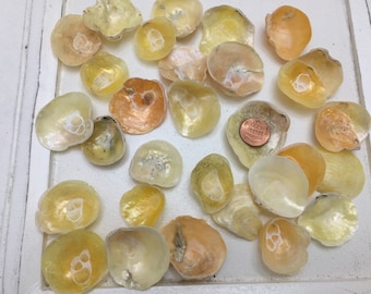 Jingle shells | Etsy