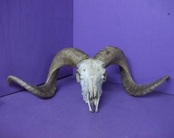 Real ram skull | Etsy