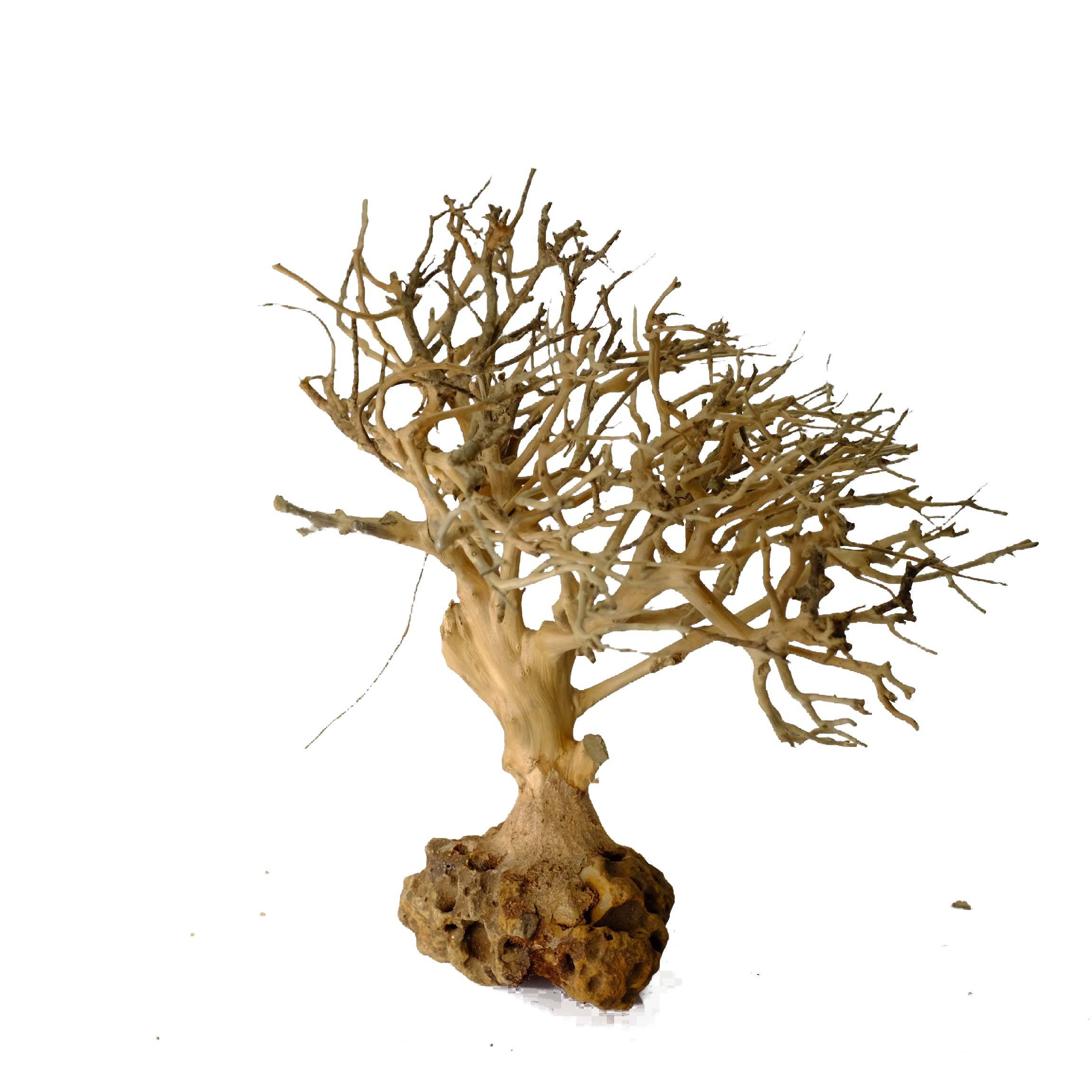 Aquarium moss tree Bonsai Driftwood BM 6 inches tall