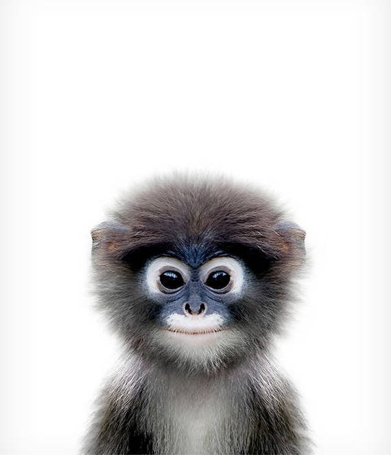 Monkey print The Crown Prints Nursery wall art Safari