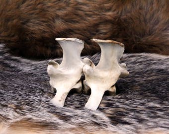 Deer vertebrae | Etsy