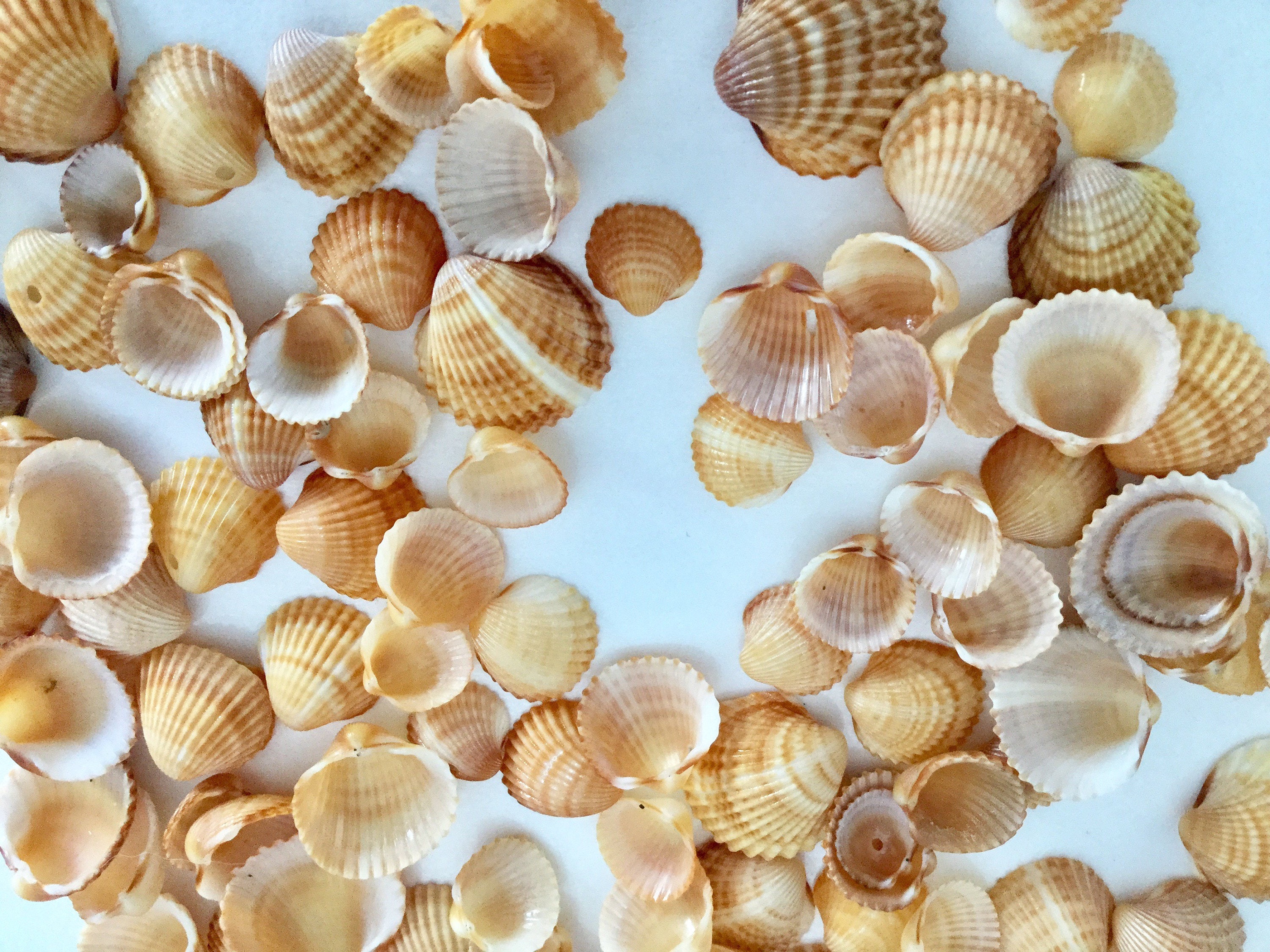 100 COQUILLAGE de plage Corse décoration bord de mer