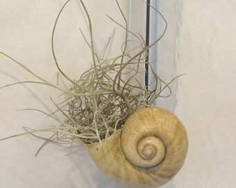 Apple snail shell | Etsy