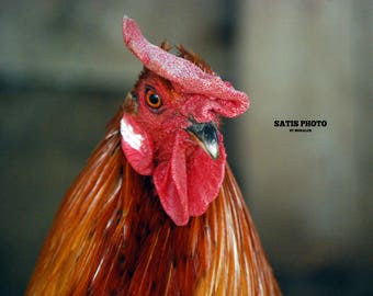 Mexican rooster | Etsy