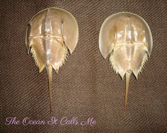 Atlantic Horseshoe Crab Shell with Tail and Legs Intact