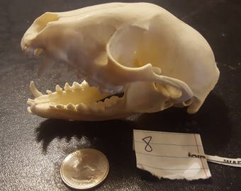 Raccoon jaw bone | Etsy