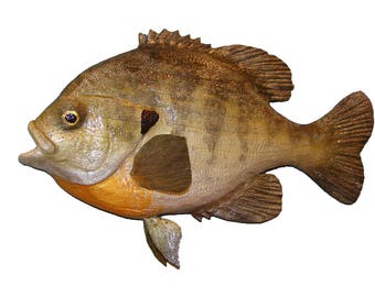 Bluegill wall art | Etsy