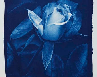 Original cyanotype leaf cyanotypes sun print blue leaf