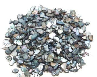 Seashell vase | Etsy