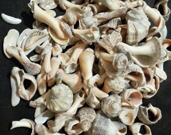 Natural sea shells | Etsy