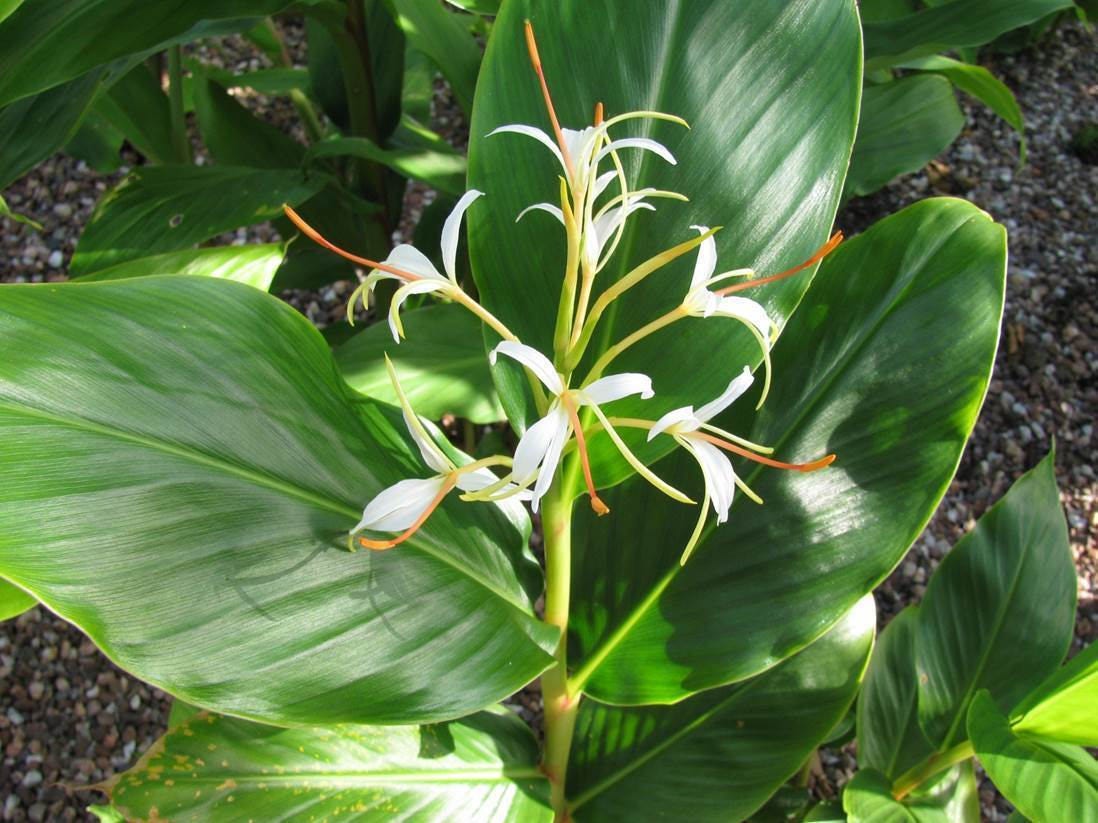 35 Seeds Hedychium spicatum Spiked Ginger Lily Himalayan