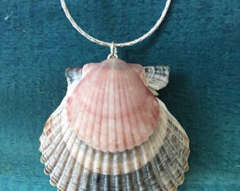 Broad-Ribbed Cardita Seashell Owl