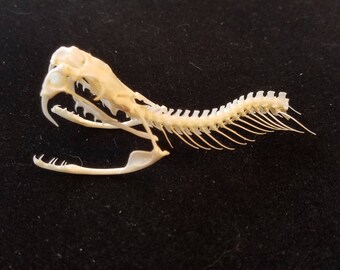 Snake skeleton | Etsy