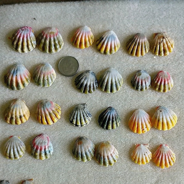 NorthShore Shells of O'ahu Hawaiian Seashell by NorthShoreShells