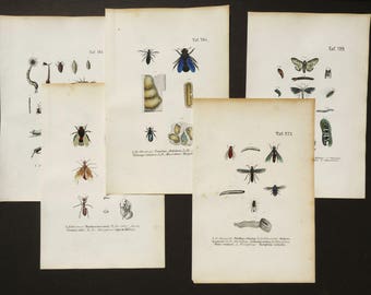 Antique insect print | Etsy