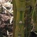 Fargesia RufaSunset Glow clumping bamboo plant in number one