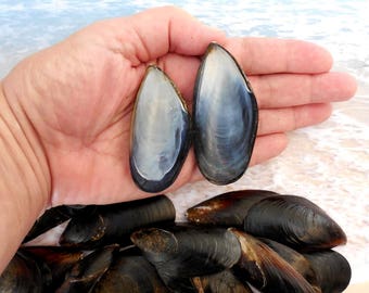 Mussel shells | Etsy