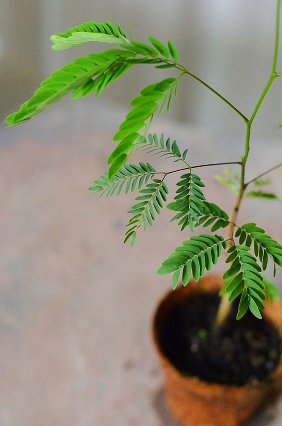 Live Guaje Tree Leucaena leucocephala Live Plant 4