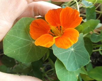 Nasturtium seeds | Etsy