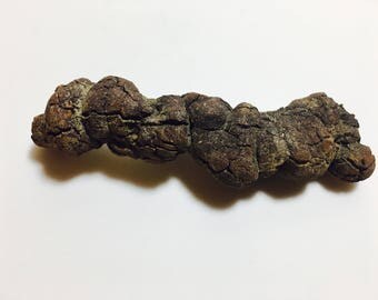 Dinosaur poop | Etsy