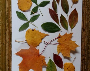 Dried leaves | Etsy