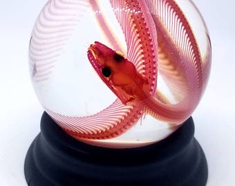 Diaphonization | Etsy