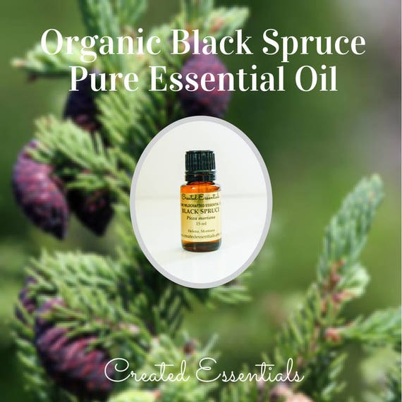 Black Spruce Essential Oil Organic Essential Oil of Black