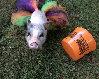 Mini pig clothes | Etsy