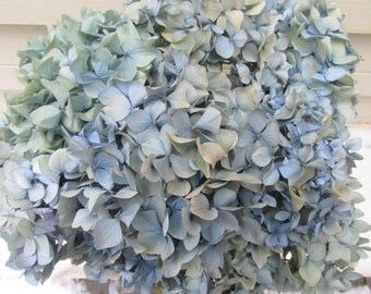 Dried hydrangeas | Etsy