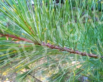 Pine tree branch | Etsy
