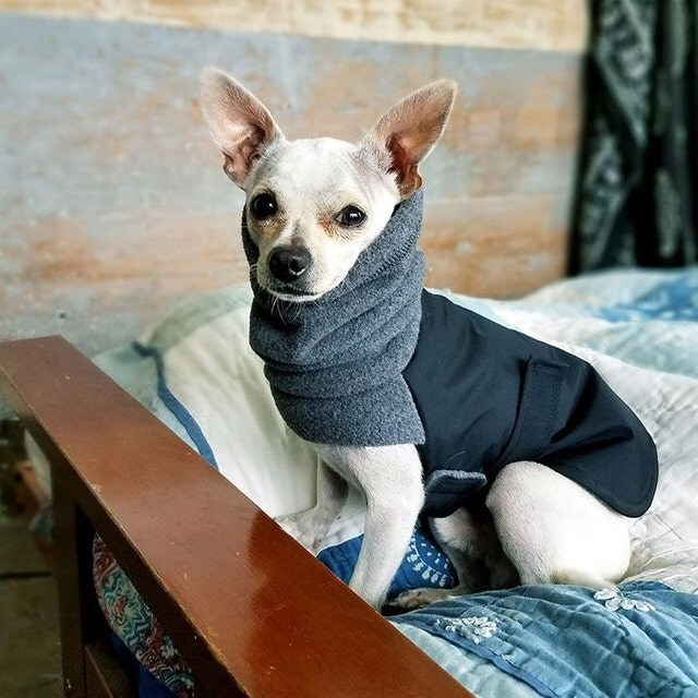 Voyagers K9 Apparel by VoyagersK9Apparel on Etsy