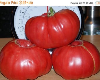 Beefsteak tomato | Etsy
