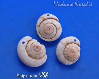Spiral seashell | Etsy