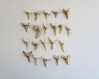 Small shark teeth | Etsy