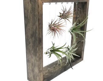Air plant wall | Etsy